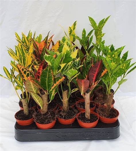 Codiaeum Mix — Plant Wholesale Floraccess