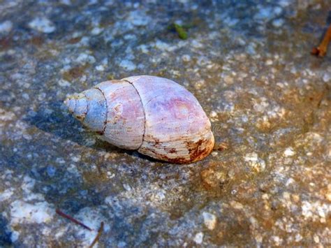 Snail Shell Stock Image Image Of Hermaphrodite Cover 94279877
