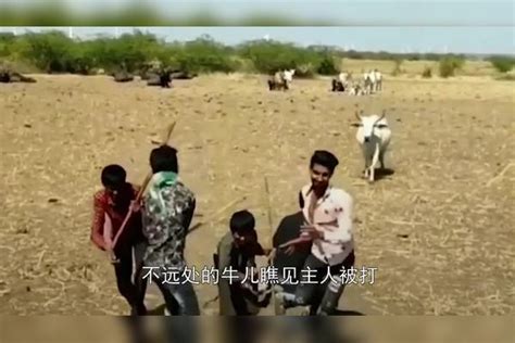 主人被打，牛儿不顾一切跑去保护主人，真是太有灵性了！主人保护不顾一切
