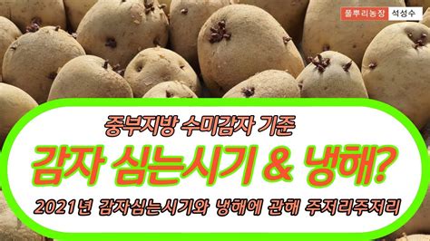 감자 심는시기2021와 냉해에 관해 감자재배방법 Youtube