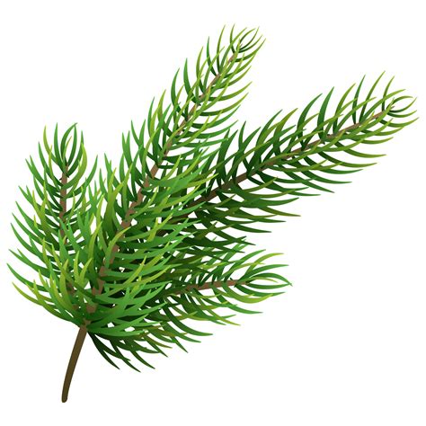 Fir Tree Branch Christmas Pine Tree 12995588 Png