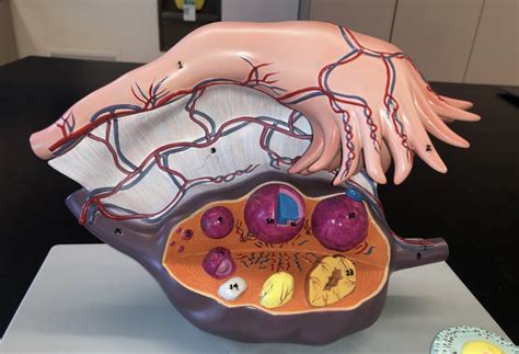 Ovary Human Reproductive Model Diagram Quizlet