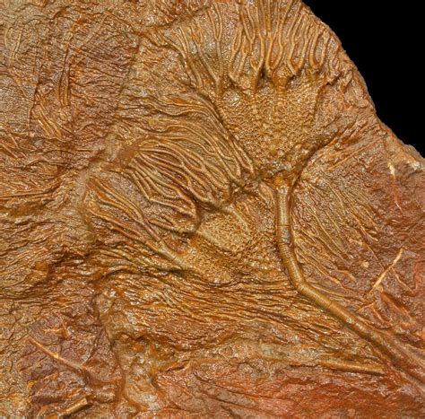 72 Silurian Fossil Crinoid Scyphocrinites Plate Morocco 118543
