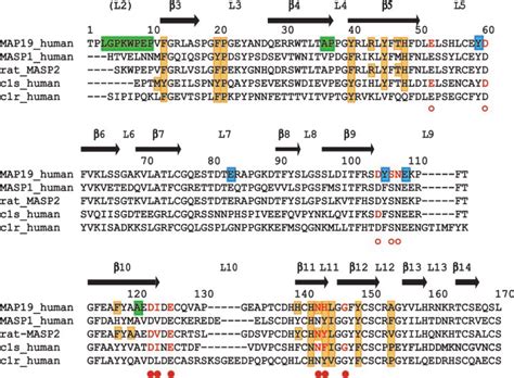 Structure Based Sequence Alignment Of Cub1 Egf Segments The Secondary