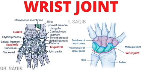 Interosseous Ligament Wrist