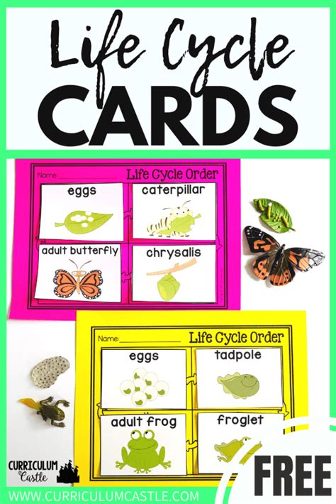 Butterfly And Frog Life Cycle Sequencing Cards Free Curriculum Castle