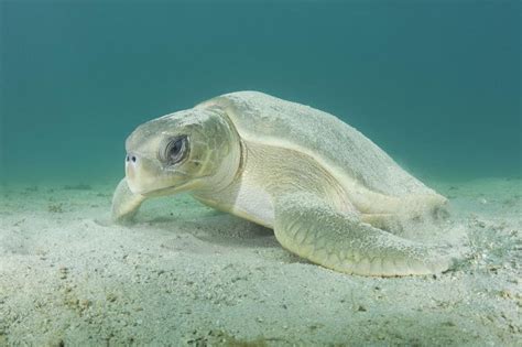 Flatback Australias Turtle