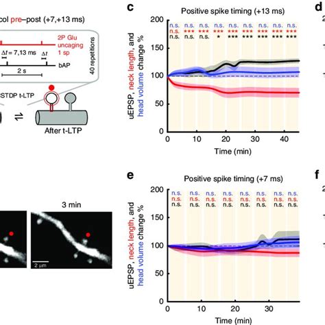 Induction Of T Ltp In Single Dendritic Spines A Experimental Protocol Download Scientific