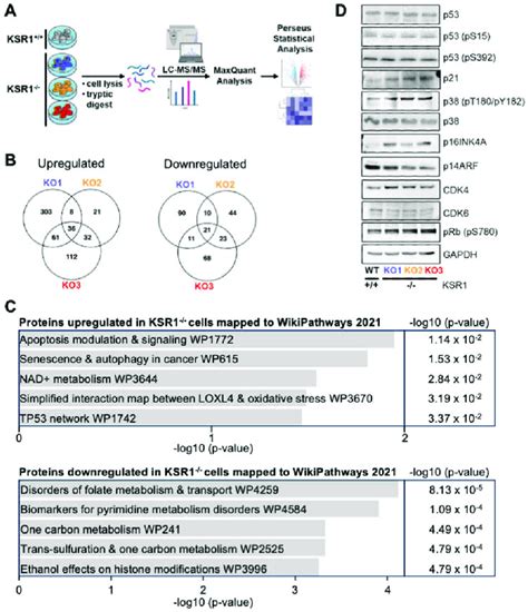 Global Proteomic Expression Profiling A Workflow B Venn Diagram Download Scientific