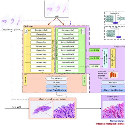 The Proposed Framework For Gastric Gland Segmentation Classification Download Scientific