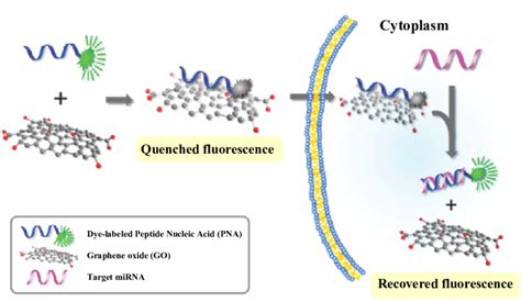 Scheme Of Strategy For A Mirna Sensor Based On Ngo And Pna Reprinted