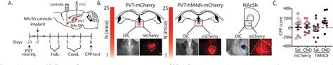 Figure 5 From The Paraventricular Thalamic Nucleus And Its Projections In Regulating Reward And