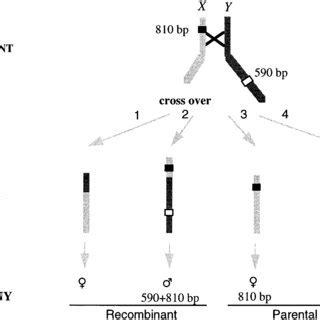 Model For The Location Of Sex Linked Markers In The X And Y Download Scientific Diagram