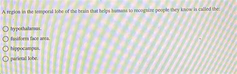 Solved A Region In The Temporal Lobe Of The Brain That Helps