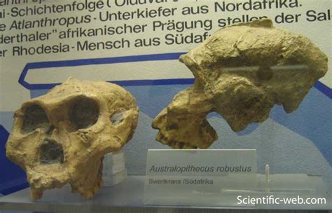 Paranthropus Robustus