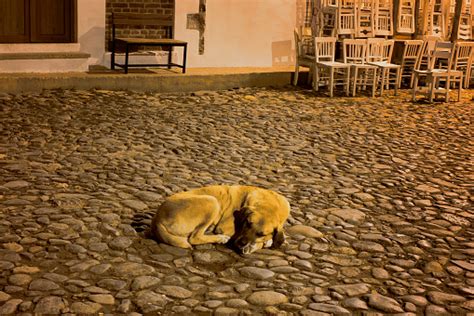 길 잃은 강아지 Cobblesstone 거리 Cunda 섬에 배경에서 많은 나무의 자에서 잔 다 가축에 대한 스톡 사진 및 기타 이미지 Istock
