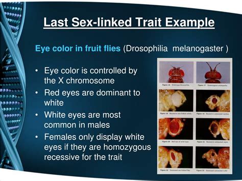 Ppt Genetics Powerpoint Presentation Free Download Id2223736