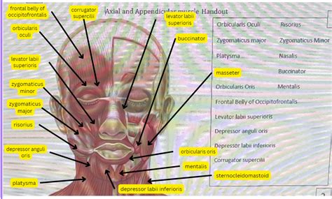 Solved 1 Axial And Appendicular Muscle Handout Orbicularis Oculi