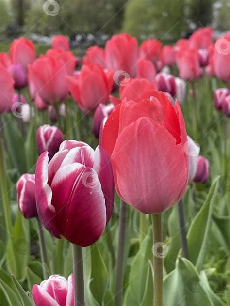 Красные тюльпаны в ботаническом саду Ozero российский фотосток