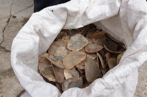 Enforcer Linked To International Pangolin Scale Smuggling Ring To Be Charged Tomorrow Scoop