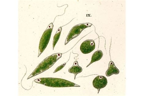 Euglena Pengertian Ciri Ciri Dan Contohnya