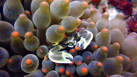 Different Types Of Coral 17 Beautiful Species Citrus Reef