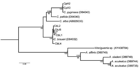 Bayesian Tree In Consensus With The Ml And Mp Procedures Based On