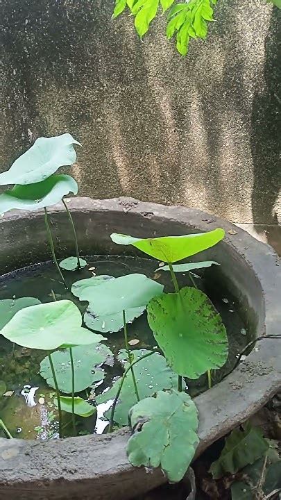 পদ্ম গাছে সুন্দর পদ্ম কুড়ি এসেছে Youtube