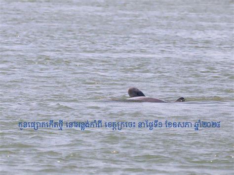 កូនផ្សោតកើតថ្មី១ក្បាលនៅអន្លង់កាំពី ខេត្តក្រចេះ នាថ្ងៃទី១ ខែឧសភា ឆ្នាំ២០២៤ នគរដ្រេហ្គន