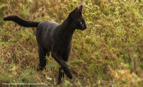 Melanistic People