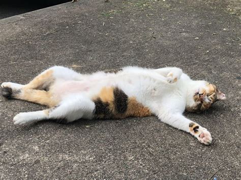 Funny Passed Out Cat