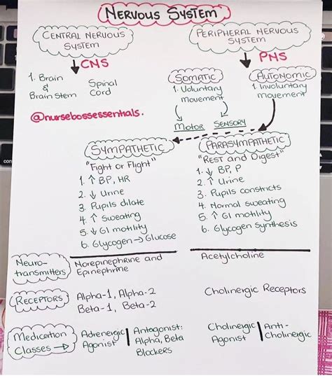 Nervous System Nursing Notes