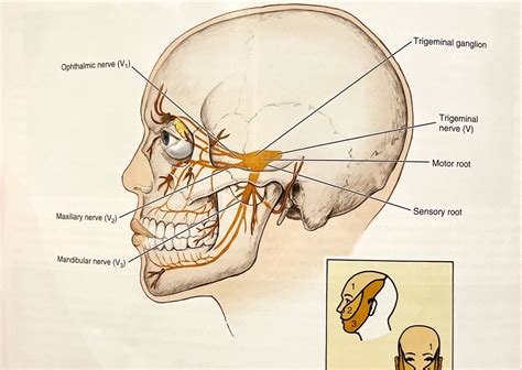 Trigeminal Nerve Diagram Quizlet
