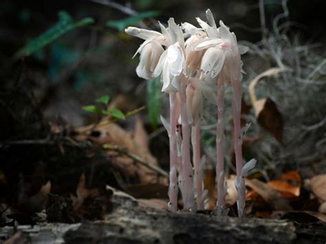 Saprophytic Plants Indian Pipe