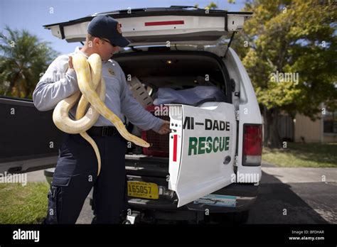 Venom Response Unit In The Search Search For Burmese Pythons In