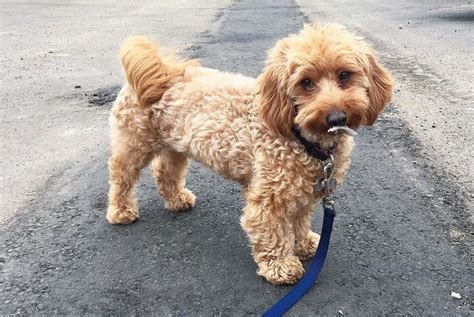 All About The Dachshund Poodle Mix Doxiepoo We Love Doodles