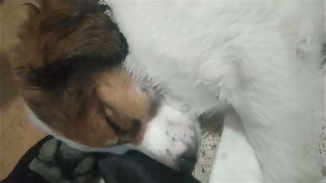 ჩუქდება ვინმეს ხომ არ გინდათ Youtube