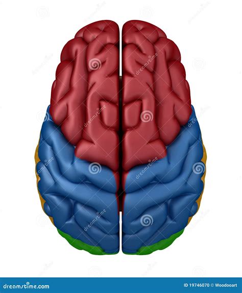 Superior View Of The Brain Stock Illustration Illustration Of Intelligence 19746070