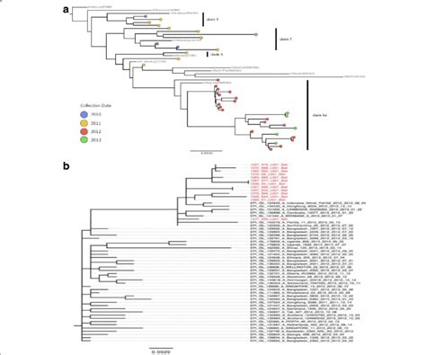 A Maximum Likelihood Ml Tree Inferred From The Nucleotide Sequence Of