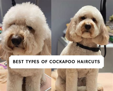 Teddy Bear Cut Cockapoo