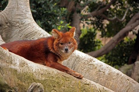 거짓말하는 포식자 붉은여우 사진 사진 무료 다운로드 Lovepik