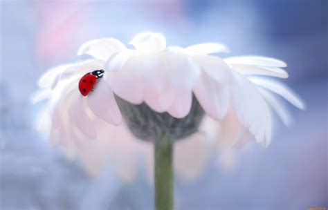 Обои Животные Божьи коровки обои для рабочего стола фотографии животные божьи коровки фон