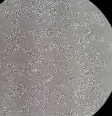 495 questions in hek293 cells science topic