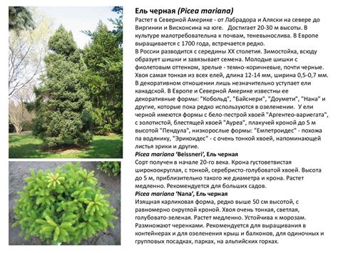 Ассортимент хвойных растений для озеленения в Сибири презентация онлайн