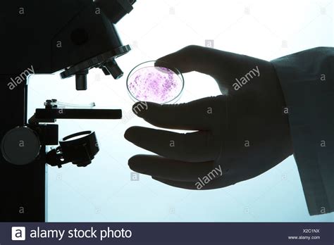 Bacteria Under Microscope Stock Photos Bacteria Under Microscope Stock Images Alamy