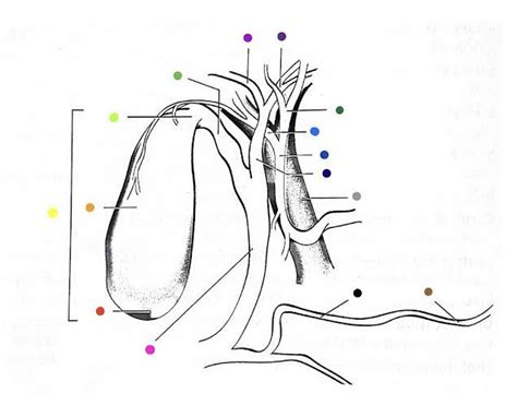 Biliary Tree Labeling Diagram Quizlet Biliary Tree Labeling Diagram Quizlet