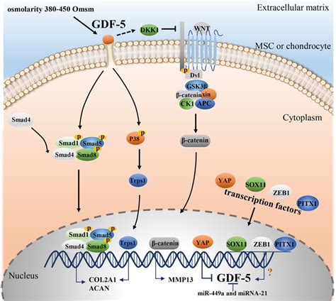 The GDF5 Signalling Pathway And Regulation Of GDF5 Expression GDF5