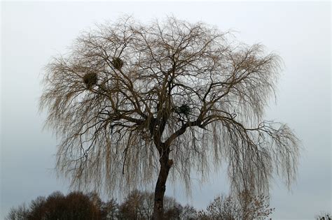 무료 이미지 나무 자연 분기 실루엣 눈 겨울 하늘 안개 아침 날씨 그림자 시즌 작은 가지 왕관 심미적 인 성장 습관 대기 현상 우디 식물