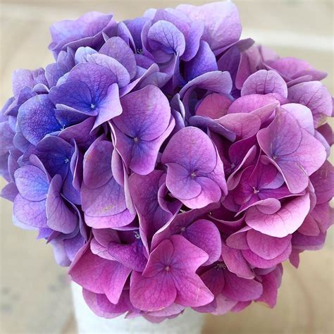 Hydrangea Macrophylla Pink Blue Sunset Forest Field