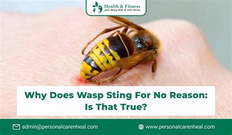 Why Does Wasp Sting For No Reason Is That True